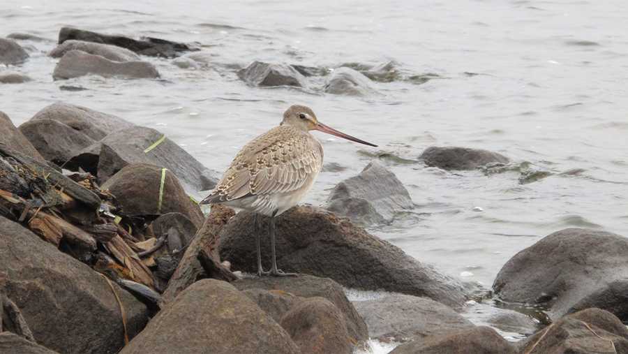 Hudsonian godwit spotted at Rochester park