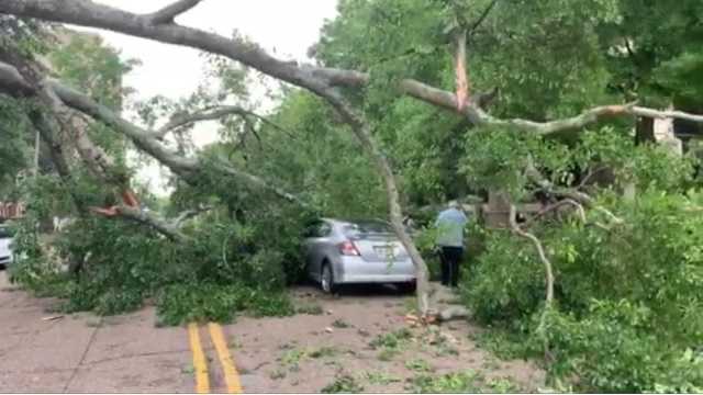 Huge tree limb falls on cars in Jackson