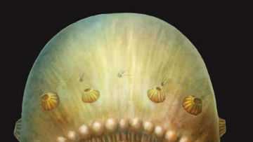 Scientists discover oldest human ancestor, and it's terrifying