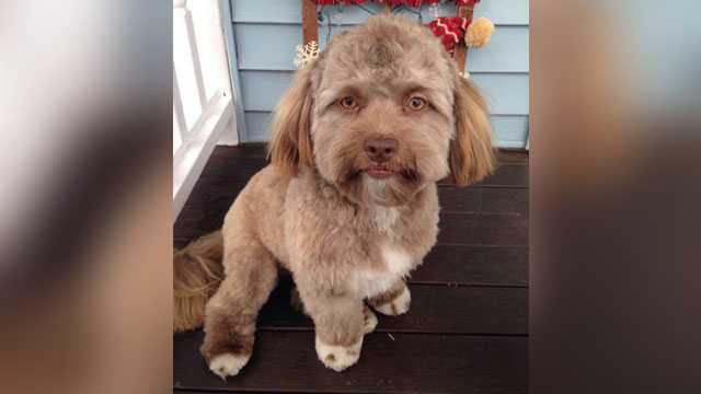 Picture of dog with a human-looking face goes viral, freaks everyone out