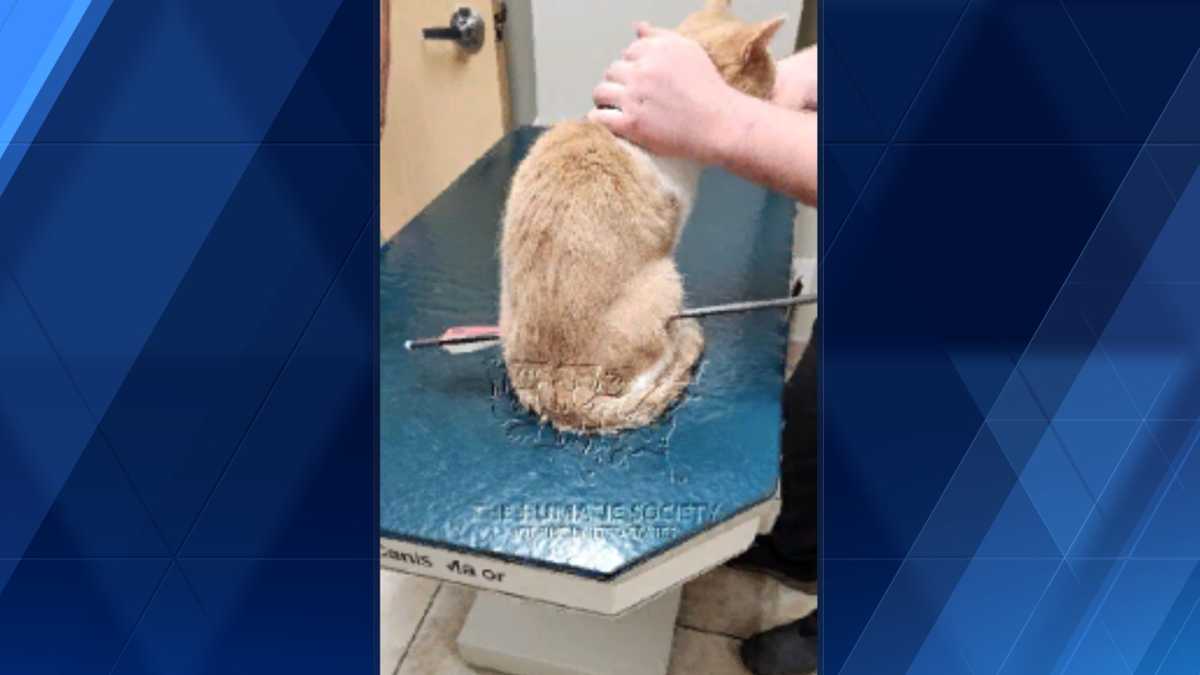 Humane Society of the US offering reward to find person who shot cat ...