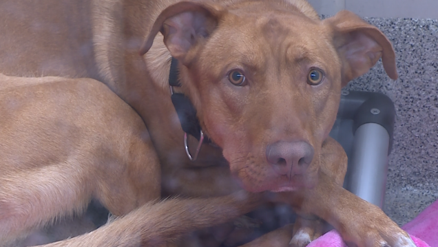 Nebraska Humane Society at capacity again