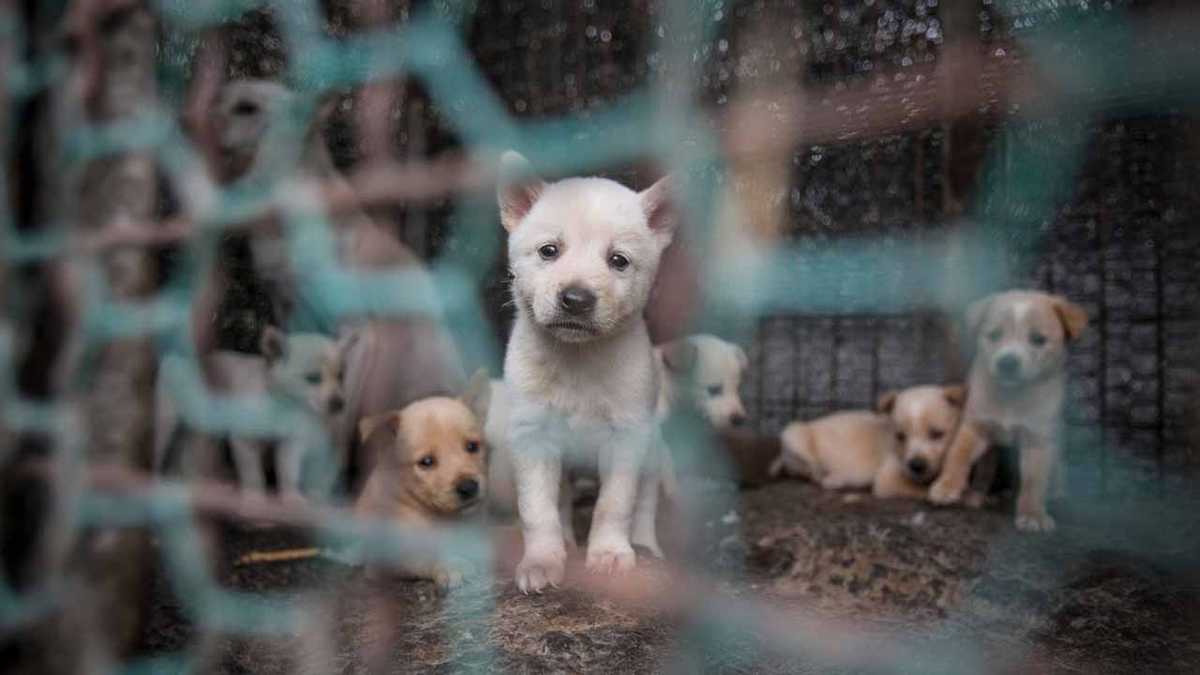 Some dogs rescued from South Korean 'dog eating festival' available for ...