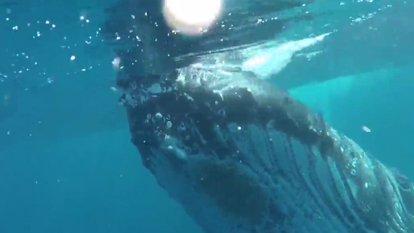 Humpback whales seen using their flippers in unexpected way