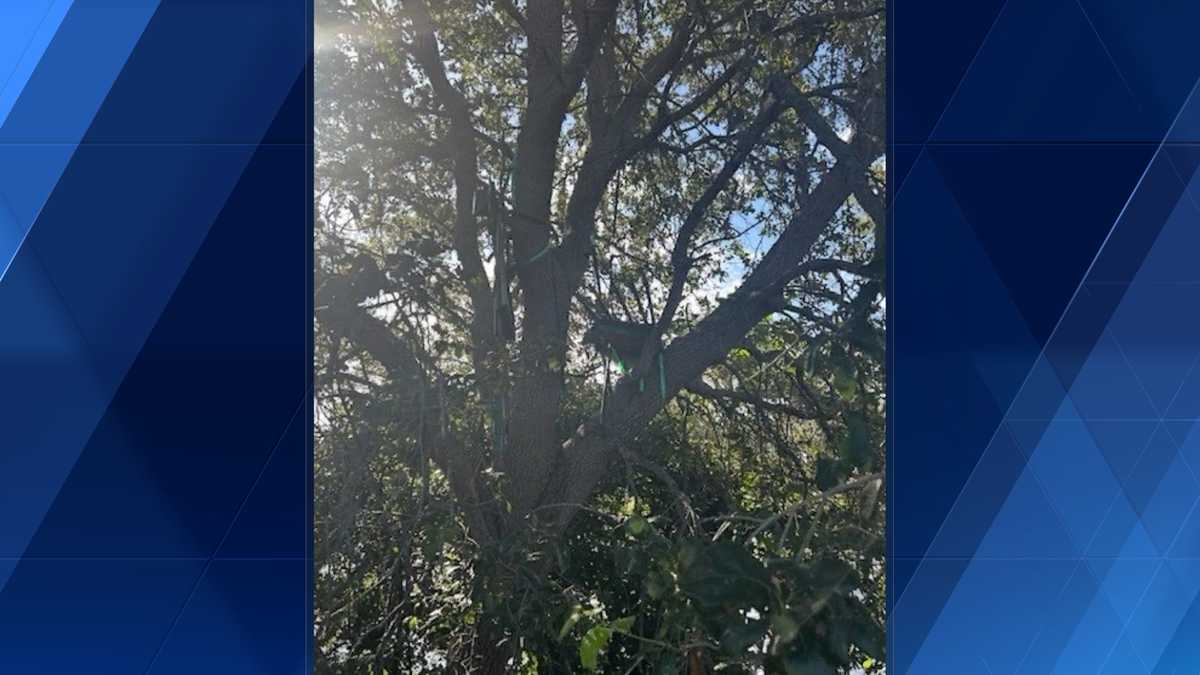 Secret Service finds hunting stand prior to President Donald Trump's arrival