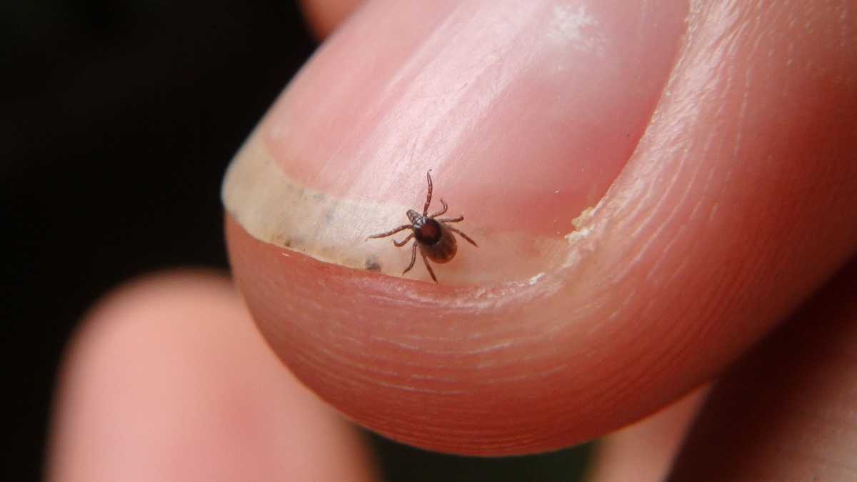 Warmer weather means it's time to be tick aware