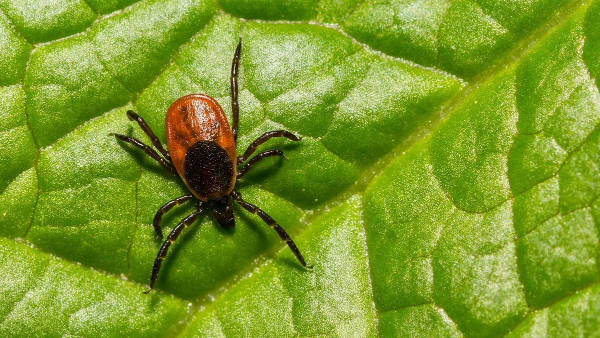 Only Lyme disease vaccine in development enters Phase 3 trial