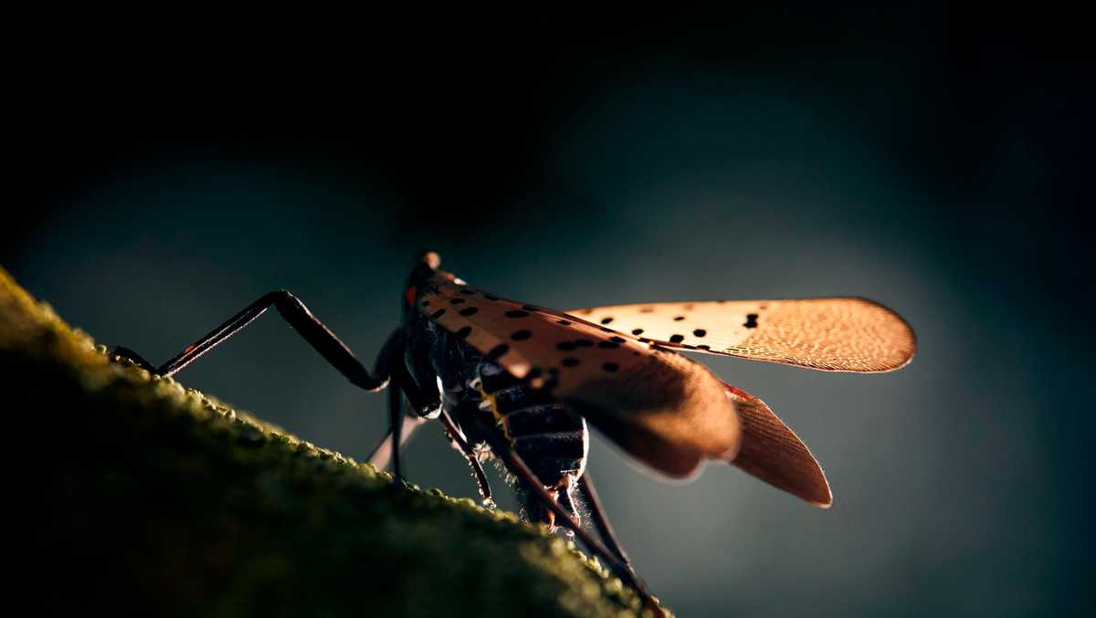 Spotted lanternflies are thriving in the Northeast. Scientists fear ... Spotted lanternflies are thriving in the Northeast. Scientists fear ...