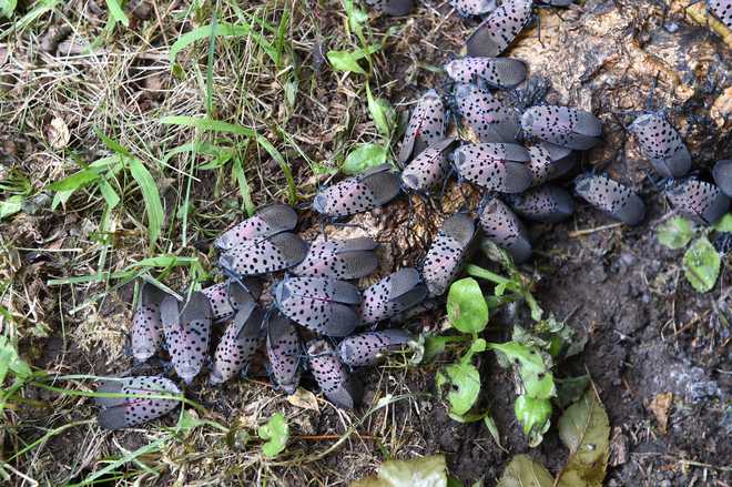 Spotted lanternflies are thriving in the Northeast. Scientists fear ... Spotted lanternflies are thriving in the Northeast. Scientists fear ...