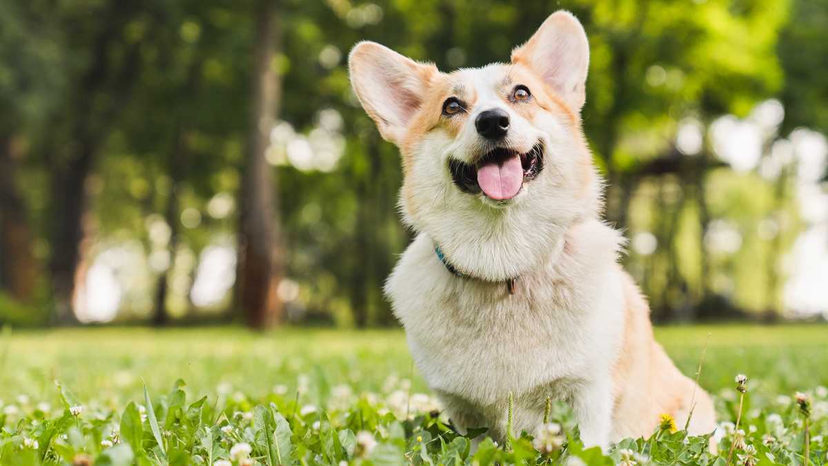 Dogs' eyes well up with tears of joy when reuniting with their owners ...