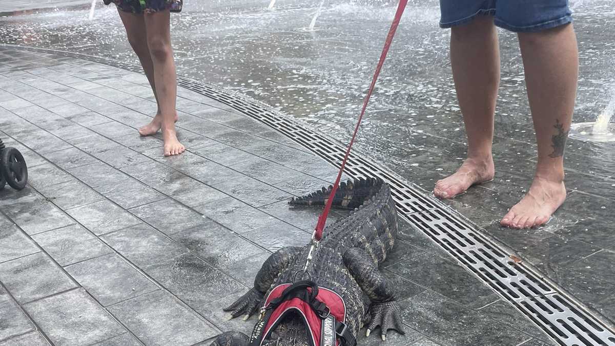 Emotional support alligator cools off at Philadelphia's Love Park
