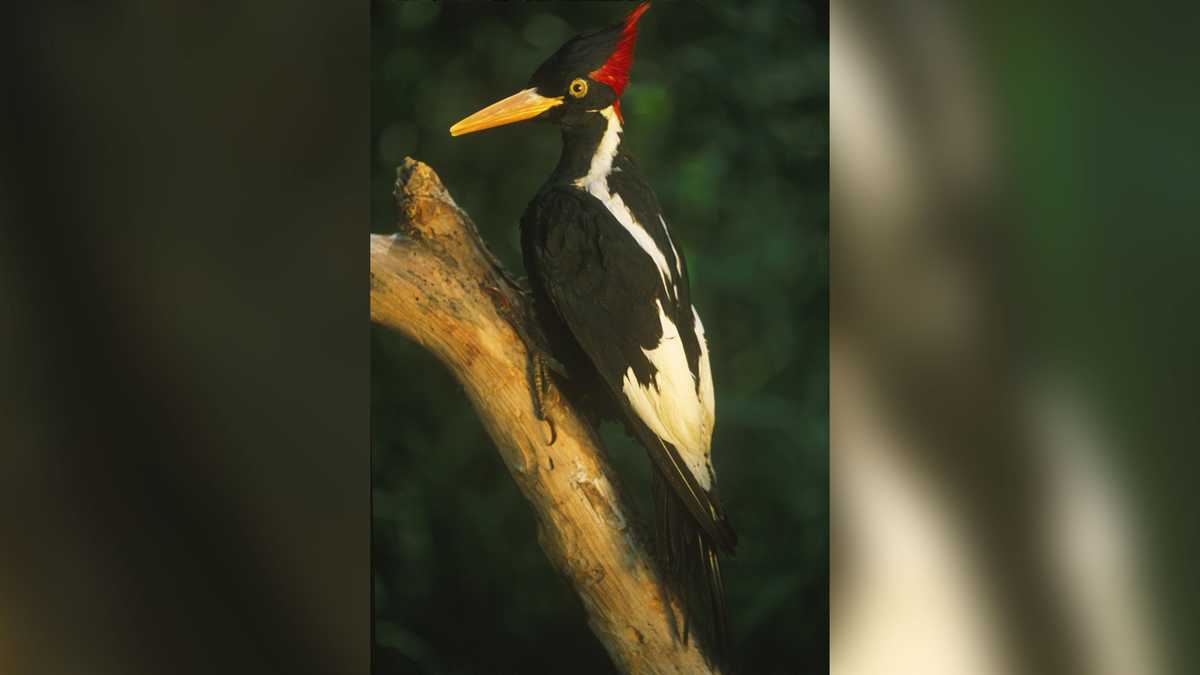 Nearly two dozen species of birds, fish and other wildlife are set to ...