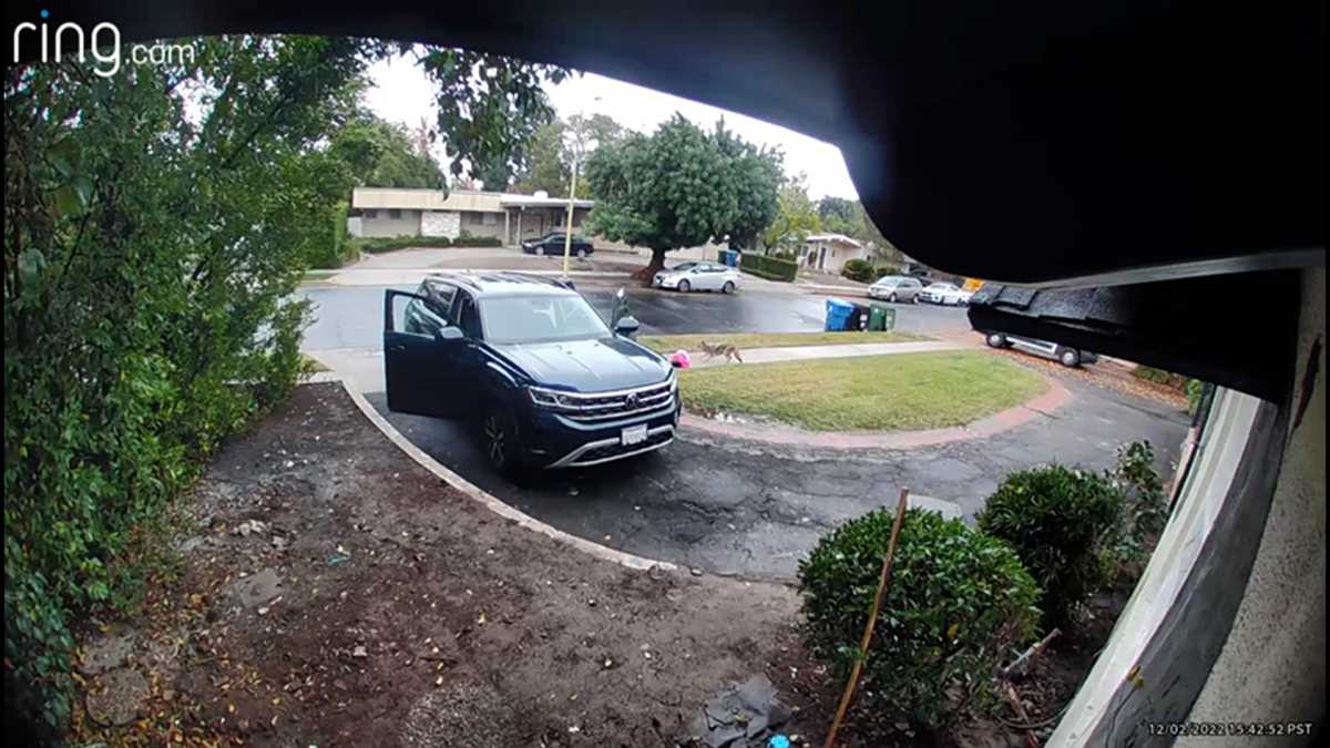 Dad saves 2-year-old daughter after coyote attack, video shows Dad saves 2-year-old daughter after coyote attack, video shows