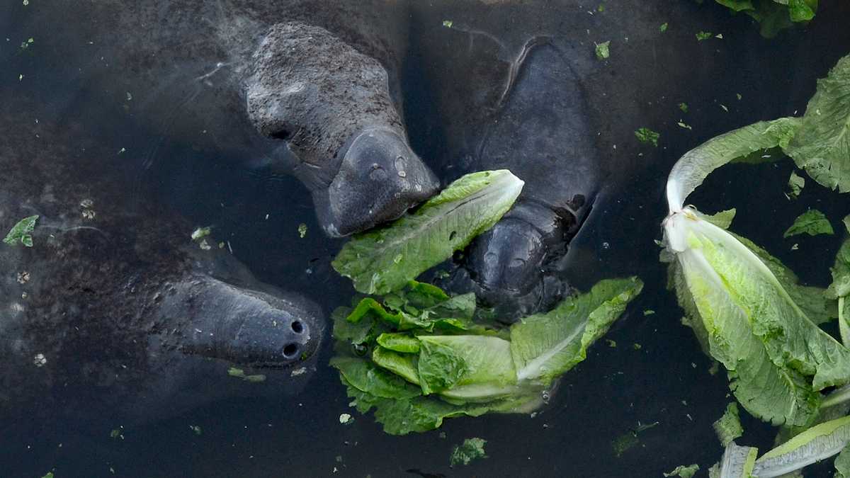 Florida manatees are getting 3,000 pounds of lettuce a day