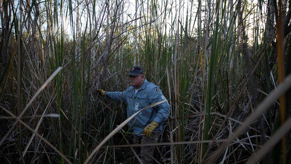 Hunters are swarming the Florida Everglades for the annual python challenge