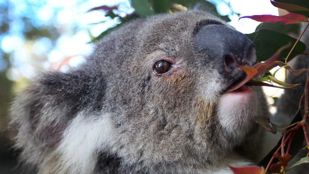 Koalas are dying from chlamydia, climate change is making it worse