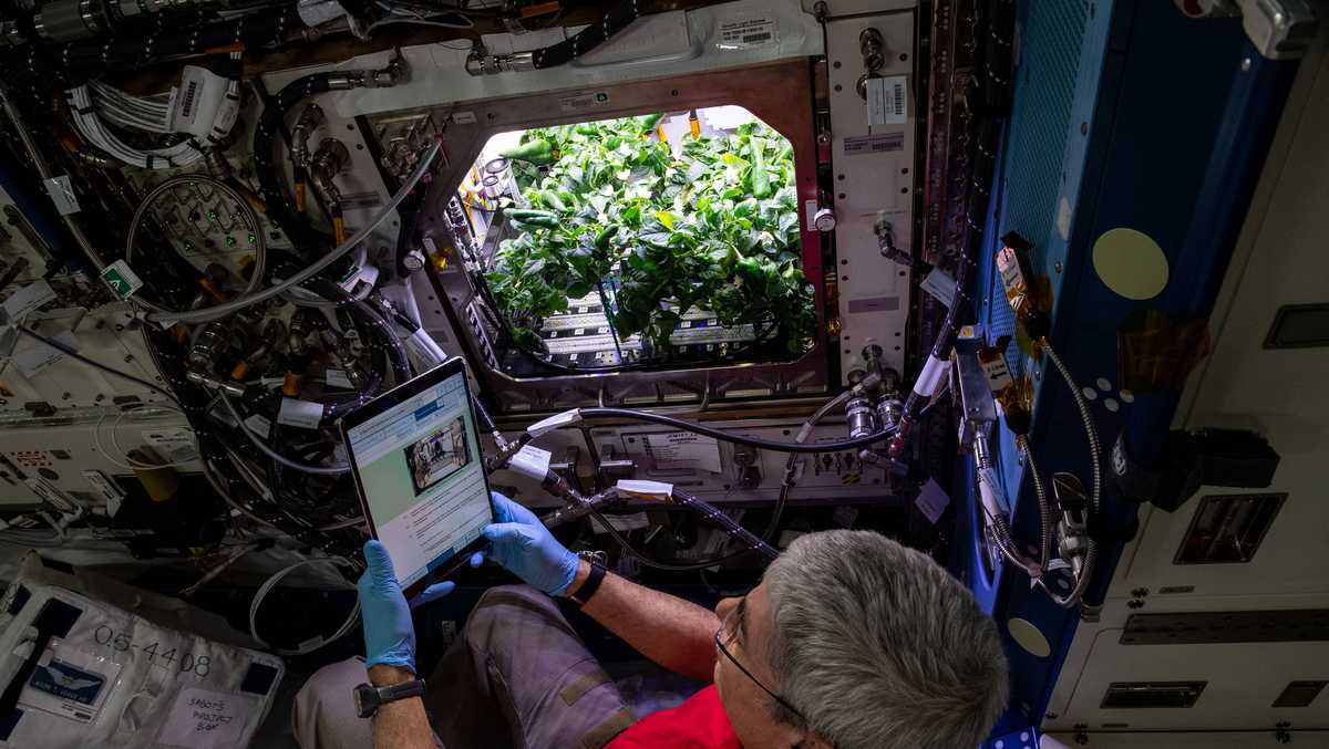 Bread, strawberries claim top spots in NASA's Deep Space Food Challenge