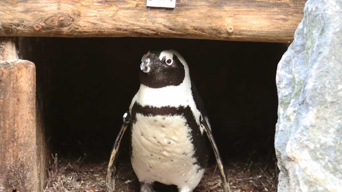 Drama at the zoo: Egg-napping male penguin couple steals the nest of a ...