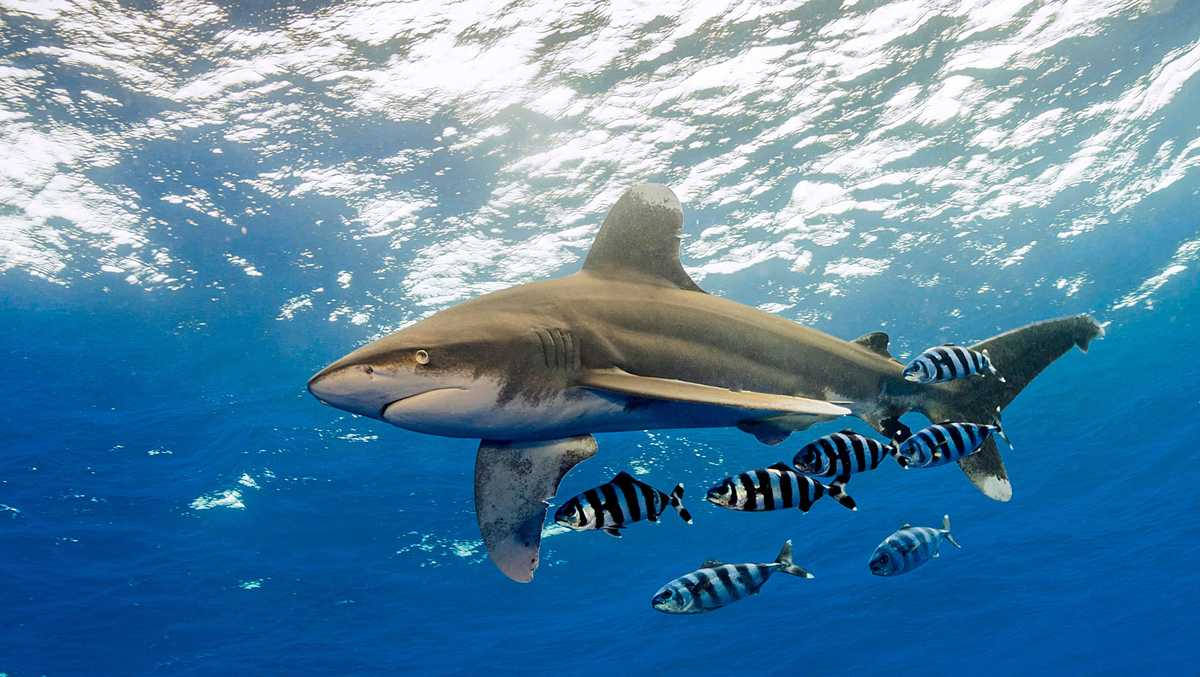 Shark and ray populations have dropped 70% and are nearing 'point of no ...