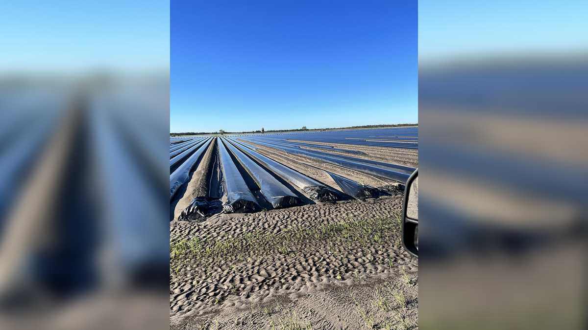 Florida farms are underwater and without power, pushing back critical ...