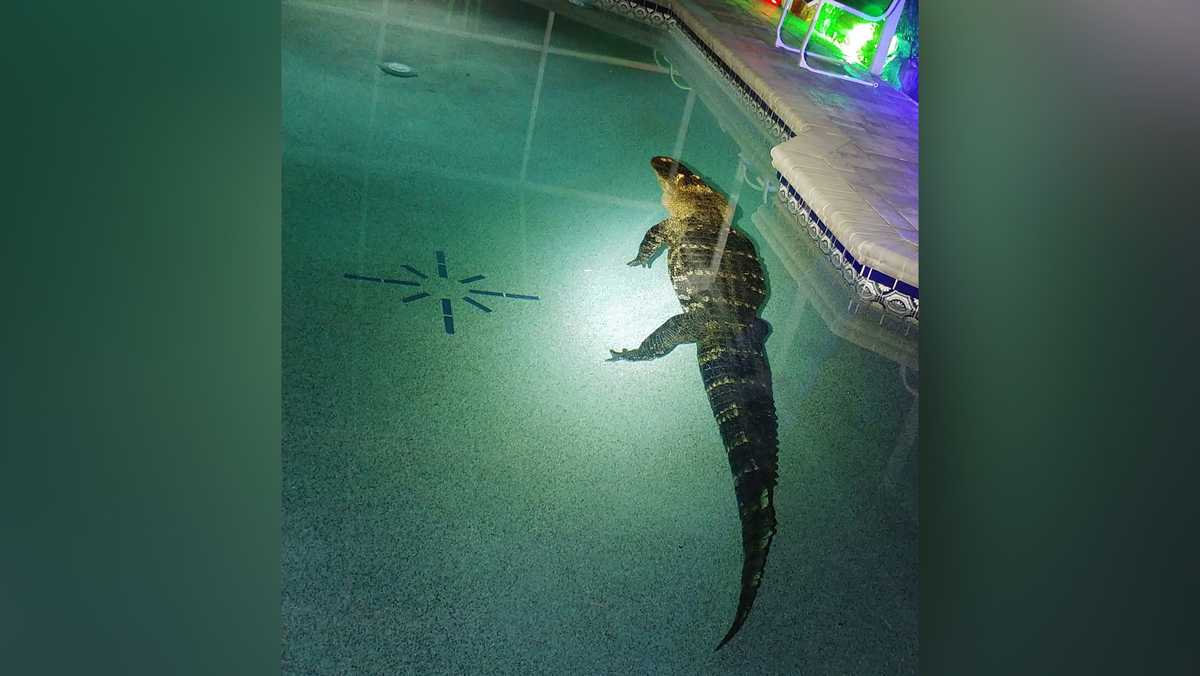 550-pound alligator goes for a dip in Florida family's swimming pool
