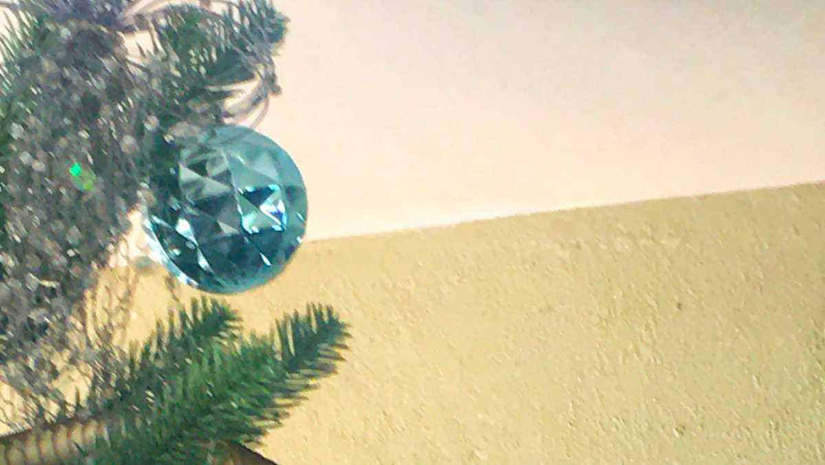 Venomous snake found lurking in family's Christmas tree