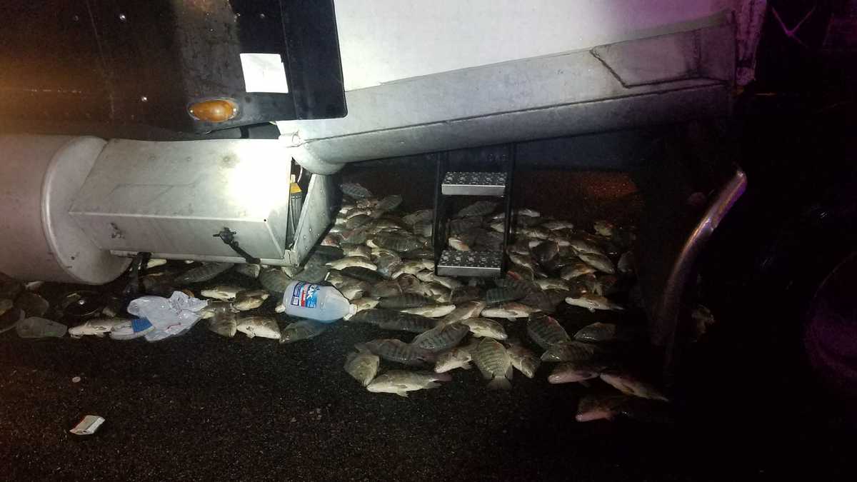 Semi carrying live fish crashes on I-4