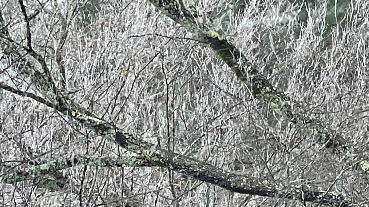 Another round of ice threatens to bring down trees, cause power outages
