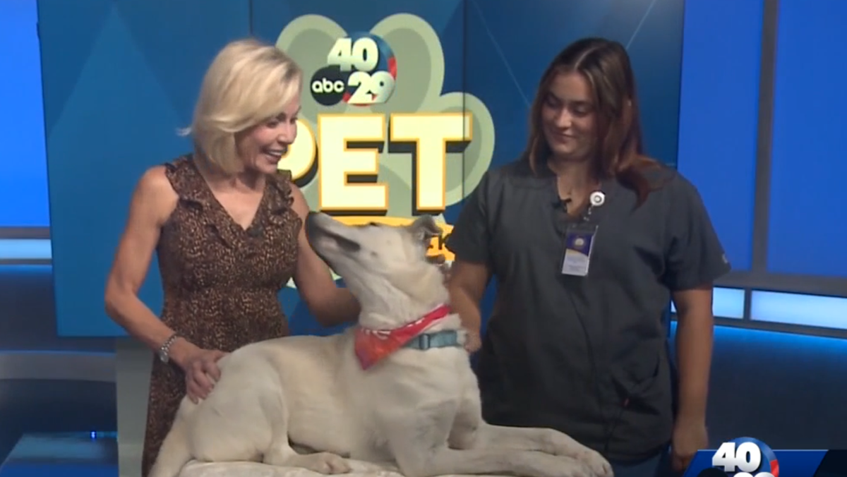 Pet of the Week: Iceberg