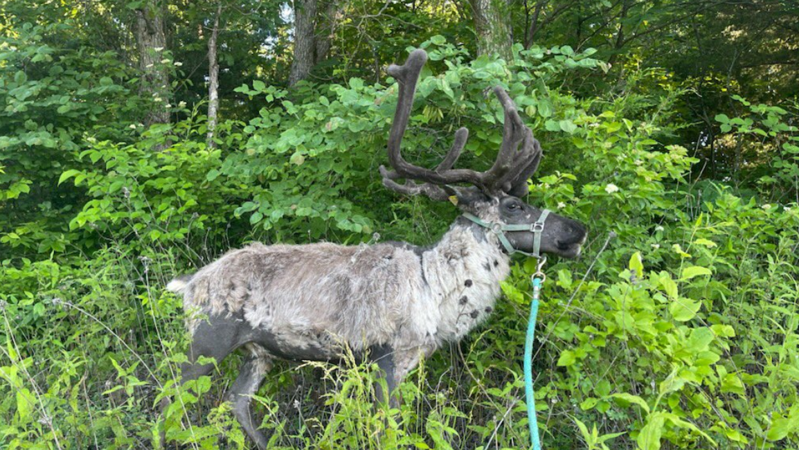 Don't call Santa: Authorities searching for missing reindeer in Douglas ...