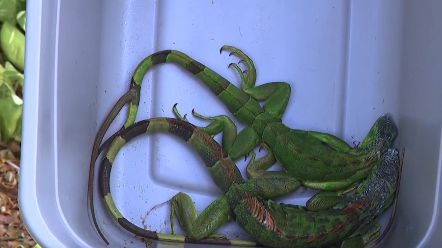 Over 5,000 iguanas captured after new FWC executive order