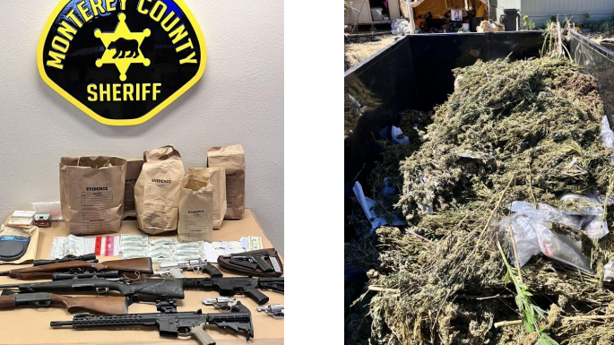 Illegal Cannabis Grow Bust In Carmel Valley 11 Guns Seized