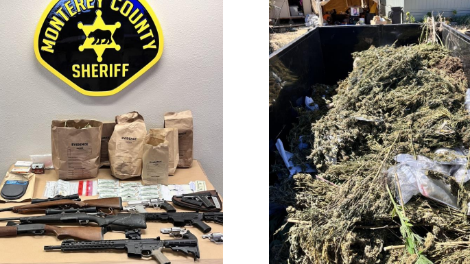 Illegal Cannabis Grow Bust In Carmel Valley 11 Guns Seized