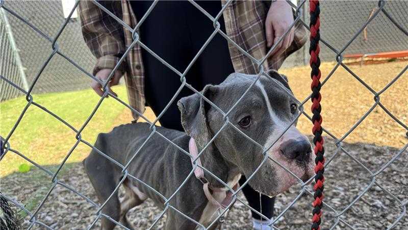 Emaciated dog getting a new lease on life