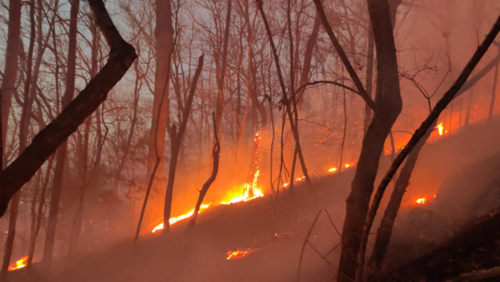 Pelham firefighters contain brush fire off Highway 31
