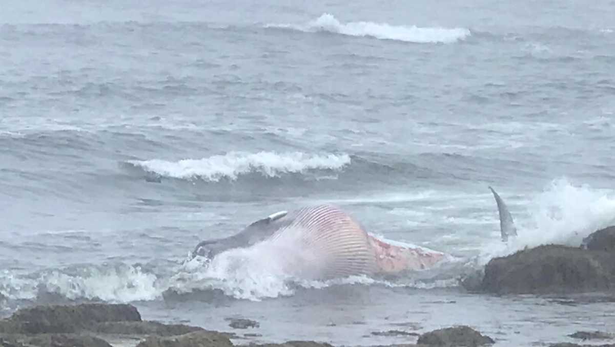 Whale washes ashore on Peaks Island