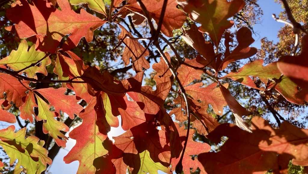 Iowa fall foliage: When does fall color typically peak?