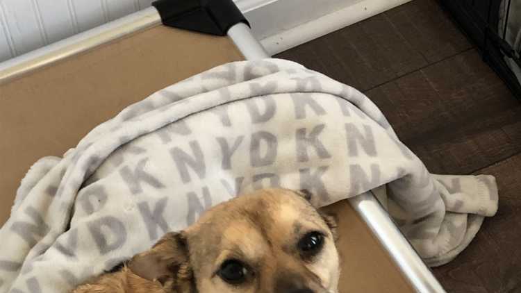Lost and Found Pets in the WXII 12 Community