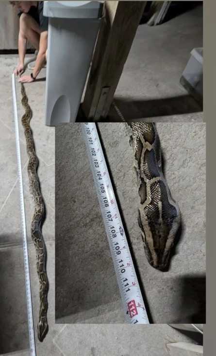 "It's Ground Zero;" Chokoloskee residents sound the alarm over Burmese ...