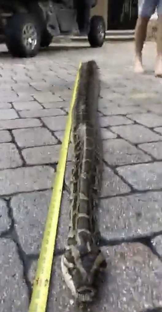 "It's Ground Zero;" Chokoloskee residents sound the alarm over Burmese ...