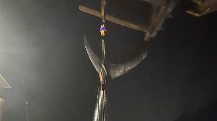 Beaufort fishermen reel in nearly 500 pound swordfish