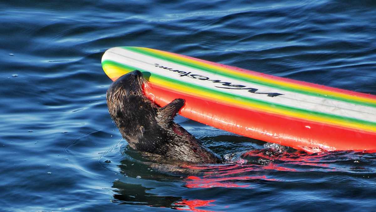 Santa Cruz's most wanted sea otter continues to evade capture