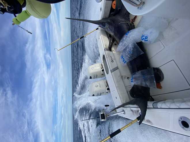 Beaufort fishermen reel in nearly 500 pound swordfish
