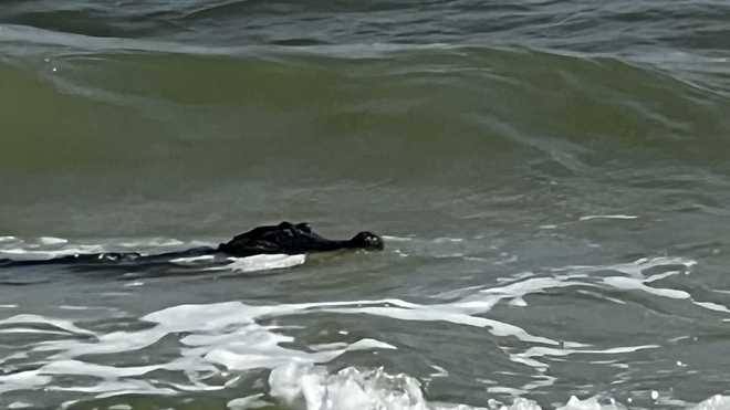 Gator spotted on Alabama beach