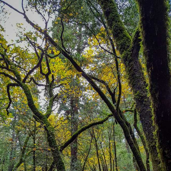 10 NorCal areas to visit for best fall foliage