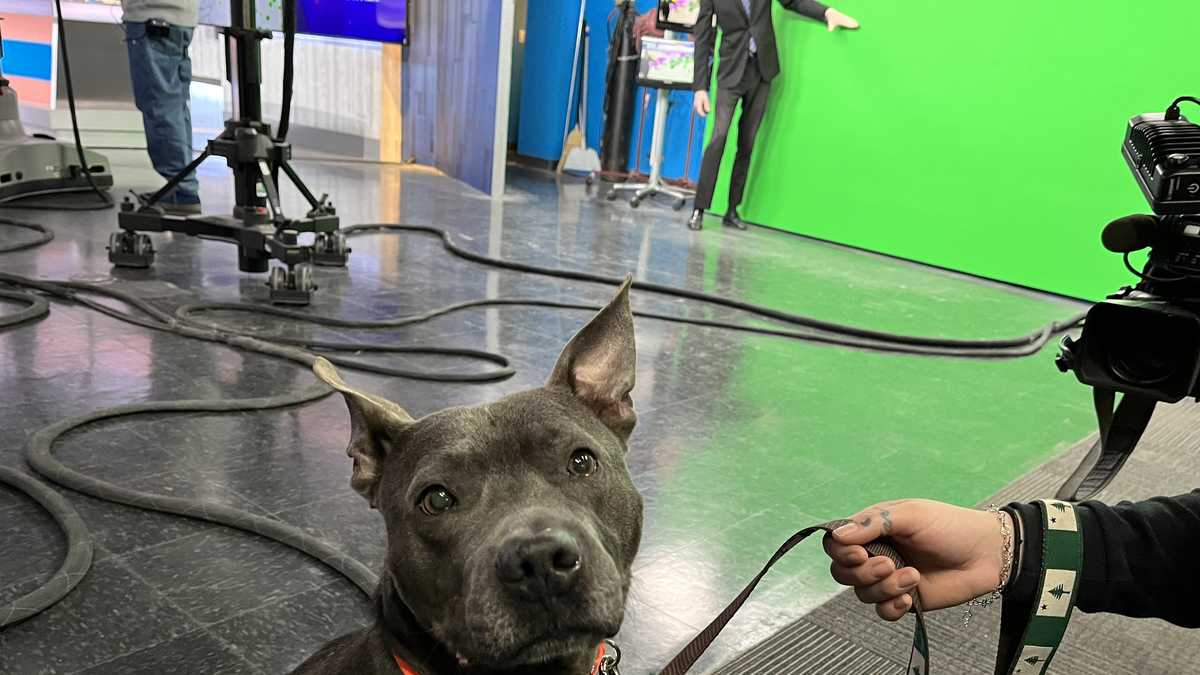Handsome sweetheart: Blanco the dog looks for a Maine home