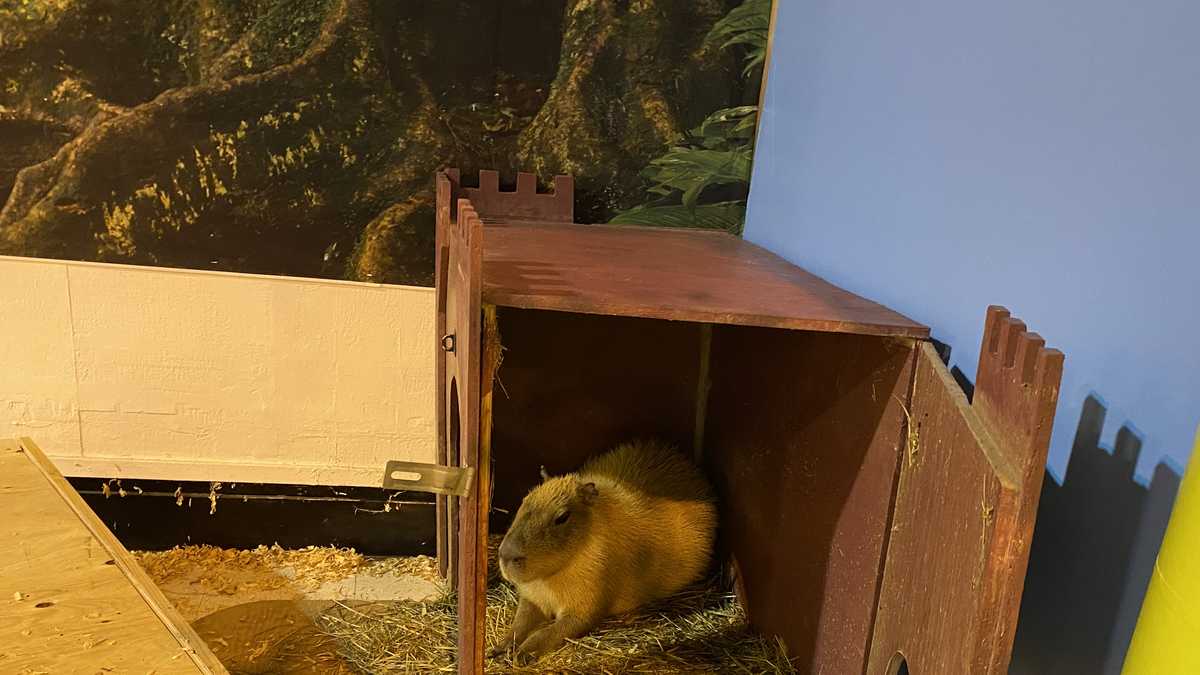 Here are fun animal shows and competitions at the CA State Fair