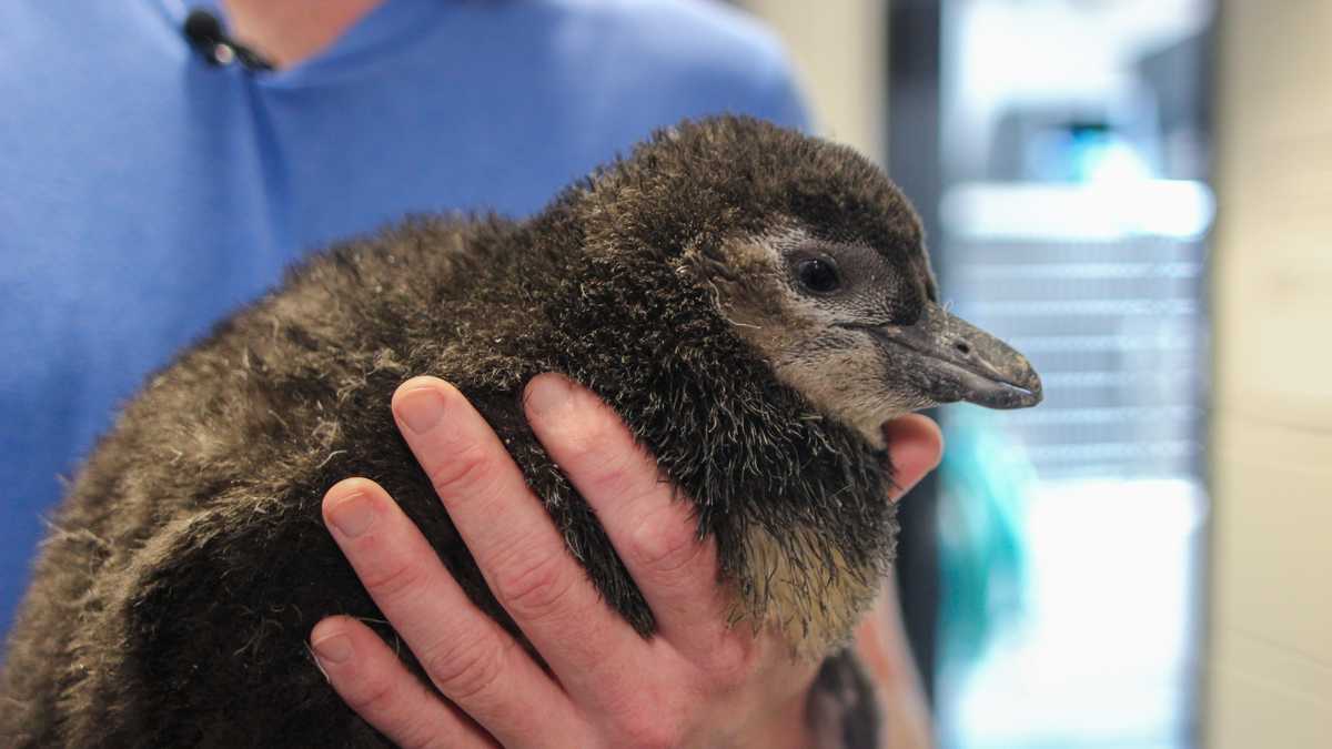Penguin chicks weighed at New England Aquarium