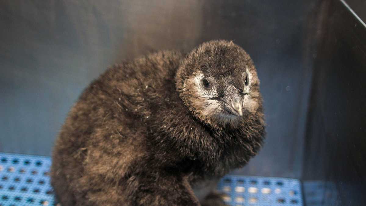 Penguin chicks weighed at New England Aquarium