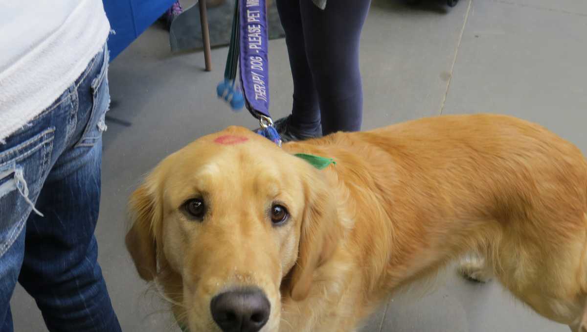 GALLERY: Meet the 'Good Boys' of this weekend's Great Iowa Pet Expo